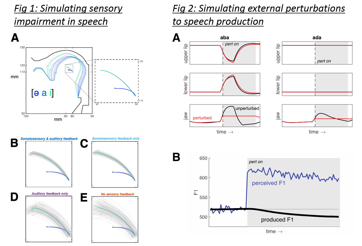 Ben Parrell, PhD – Slide of the Week – Waisman Center – UW–Madison