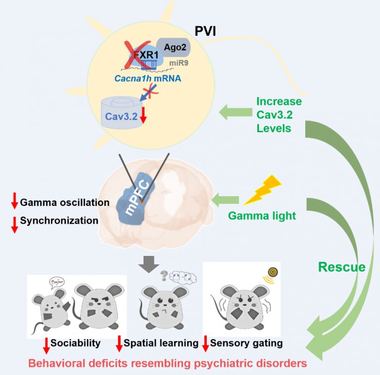 Schizophrenia: Illuminating a potential treatment and gene regulation ...