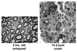 Cells with a superhero alter ego: Schwann cells transform into repair ...